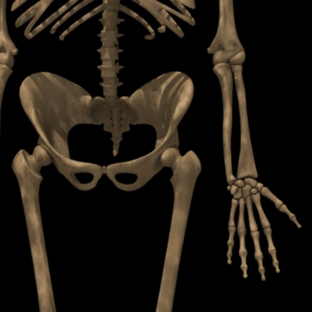 3d Model Homo Erectus