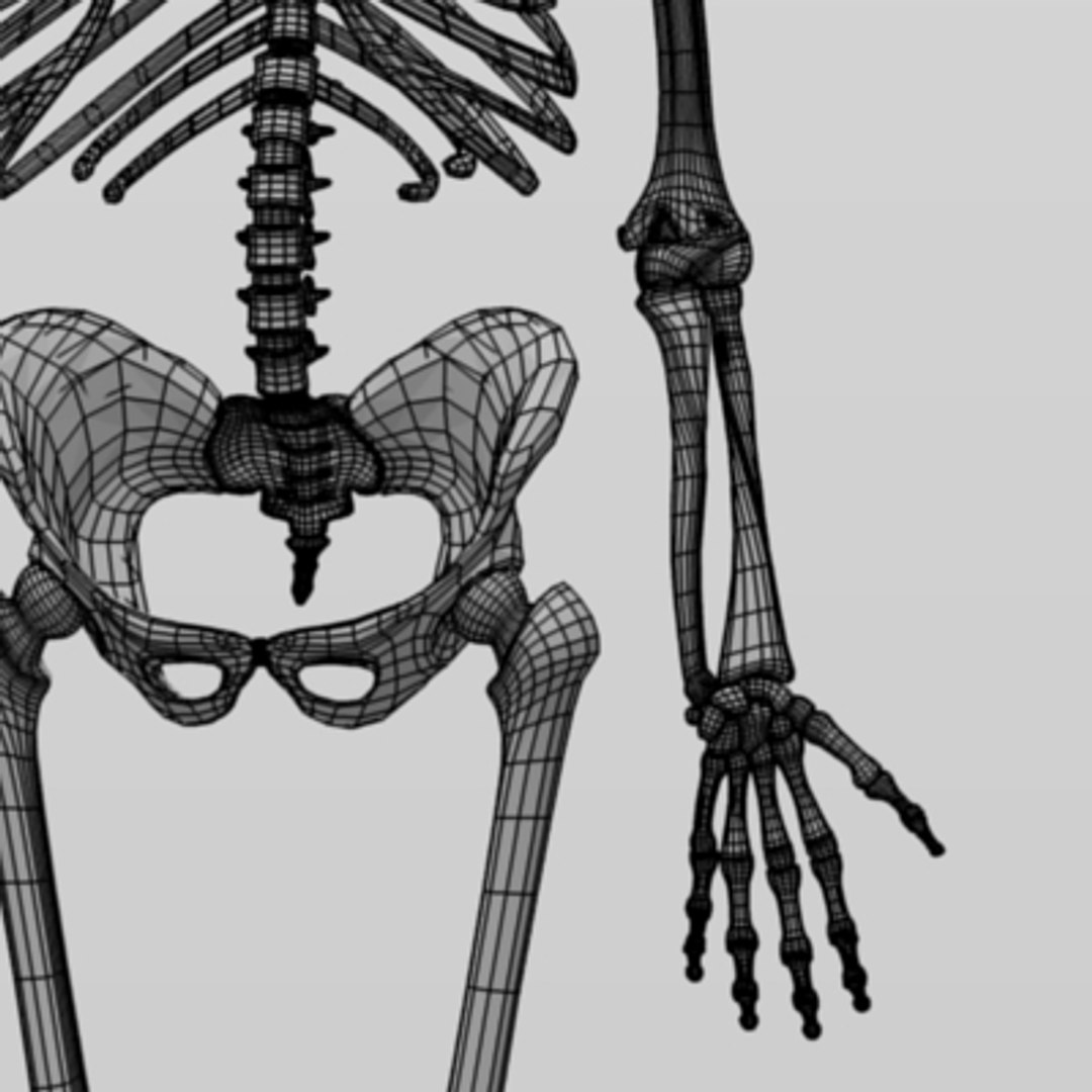 3d Model Homo Erectus