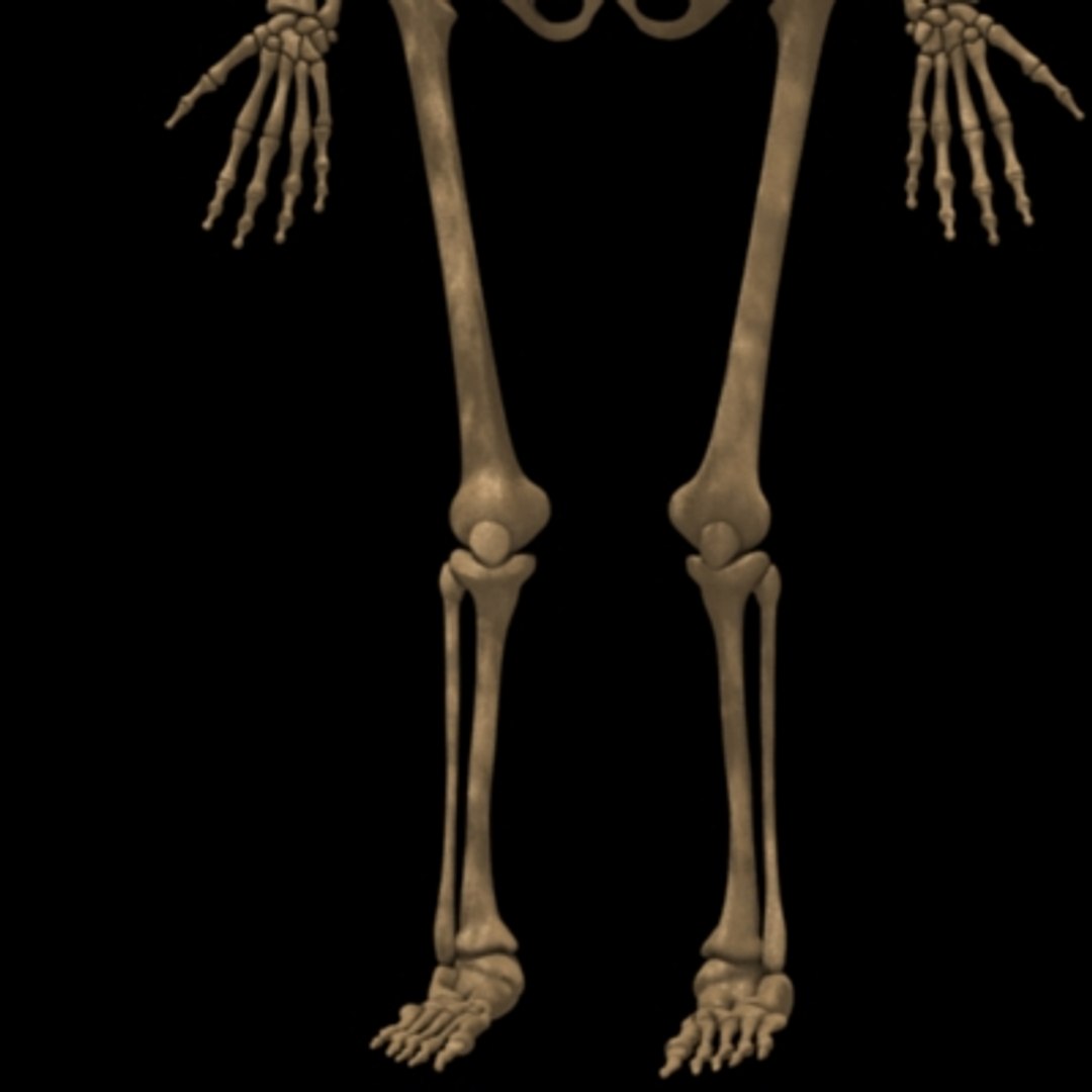 3d Model Homo Erectus