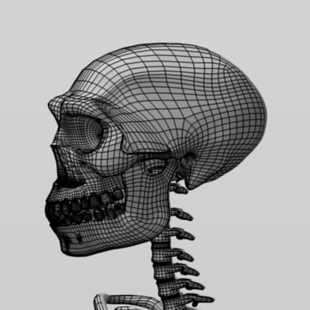 3d Model Homo Erectus
