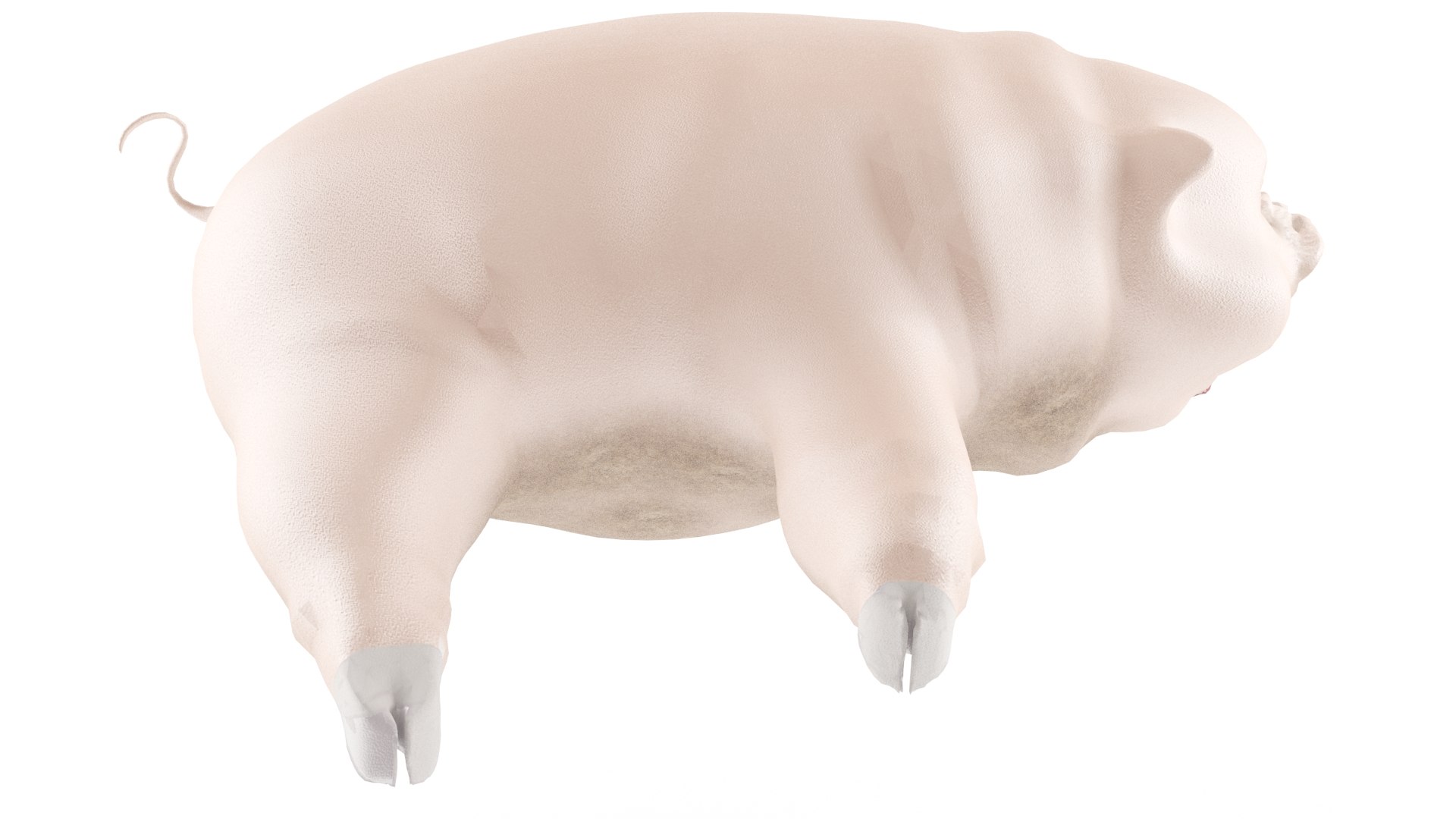 Pig Model - TurboSquid 1421633