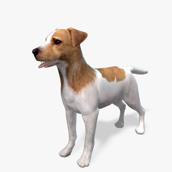 model s dog terier real-time