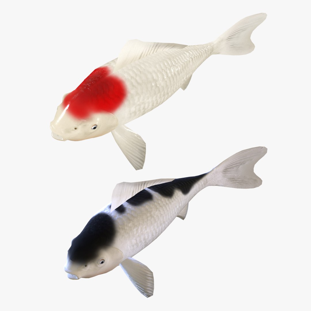 Animated Carp Koi 3D Model - TurboSquid 2152693
