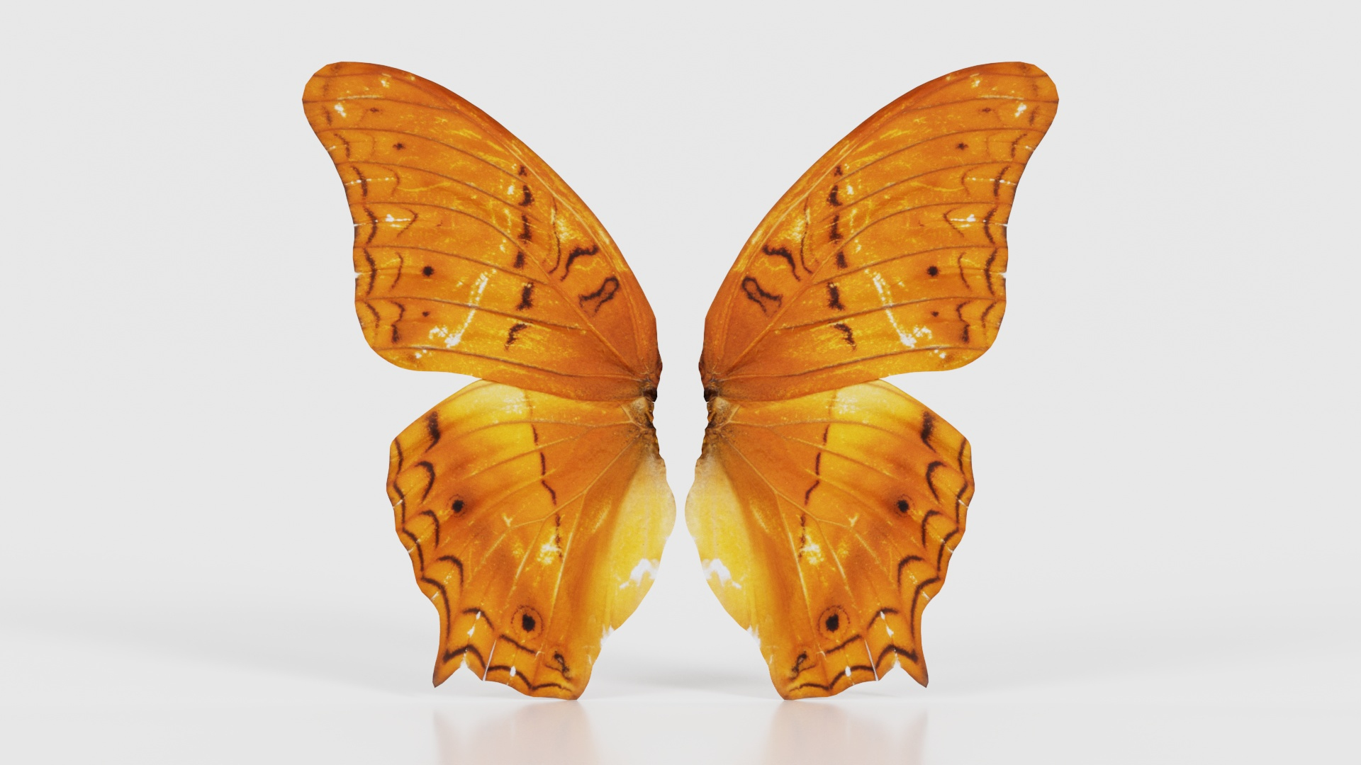 Mexican Fritillary Vindula Dejone Remastered Model - TurboSquid 2359929