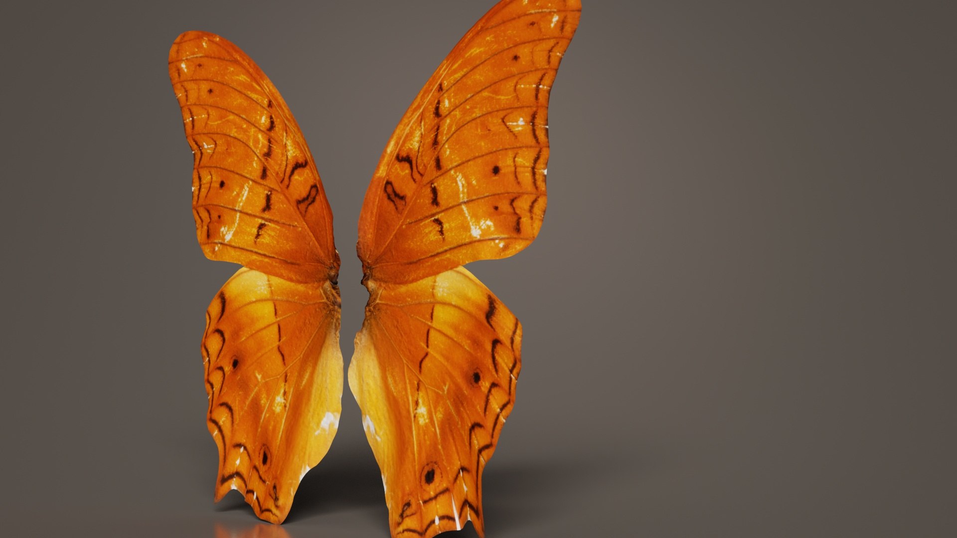 Mexican Fritillary Vindula Dejone Remastered Model - TurboSquid 2359929