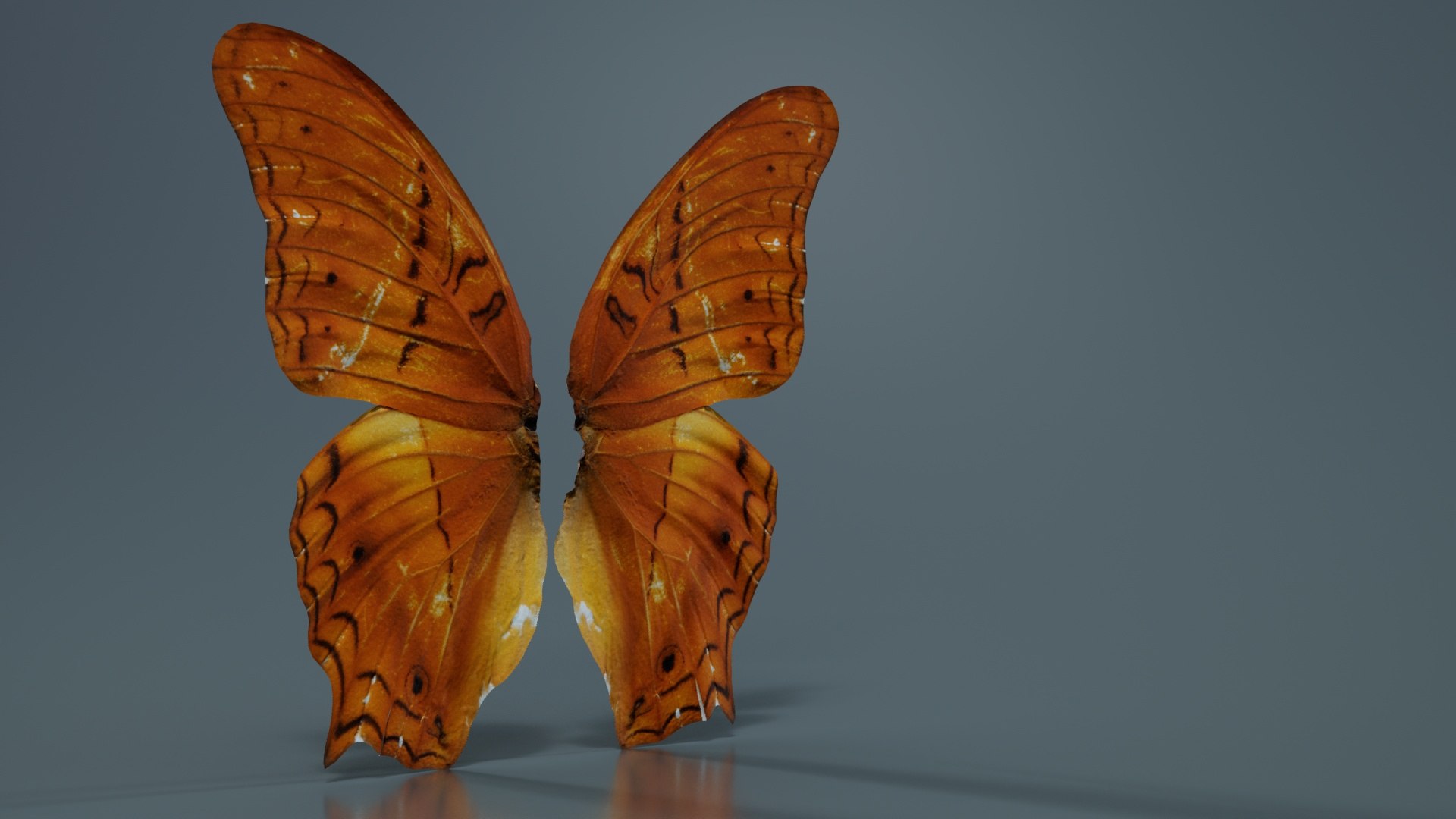 Mexican Fritillary Vindula Dejone Remastered Model - TurboSquid 2359929