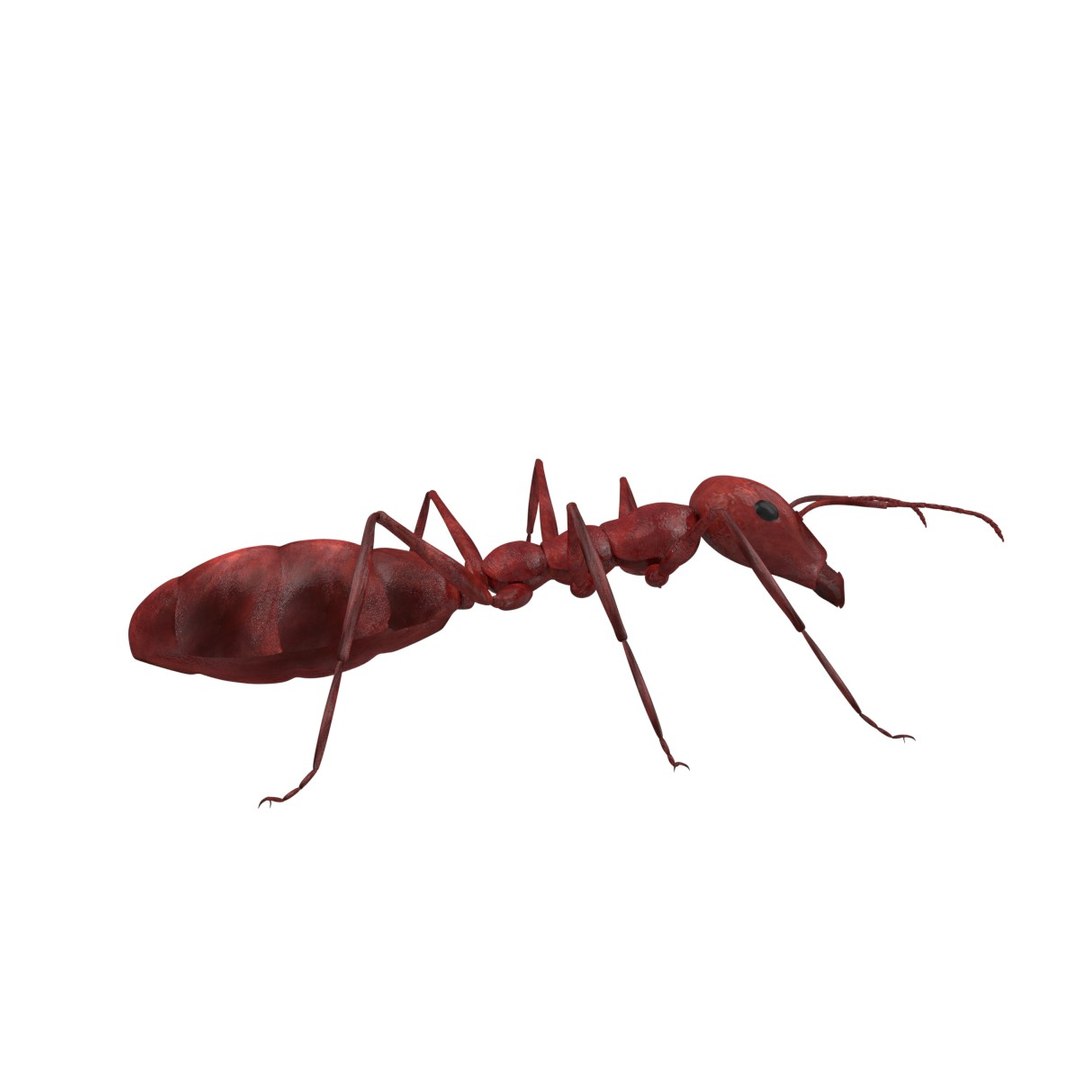 Red Ant 3D Model - TurboSquid 1211048