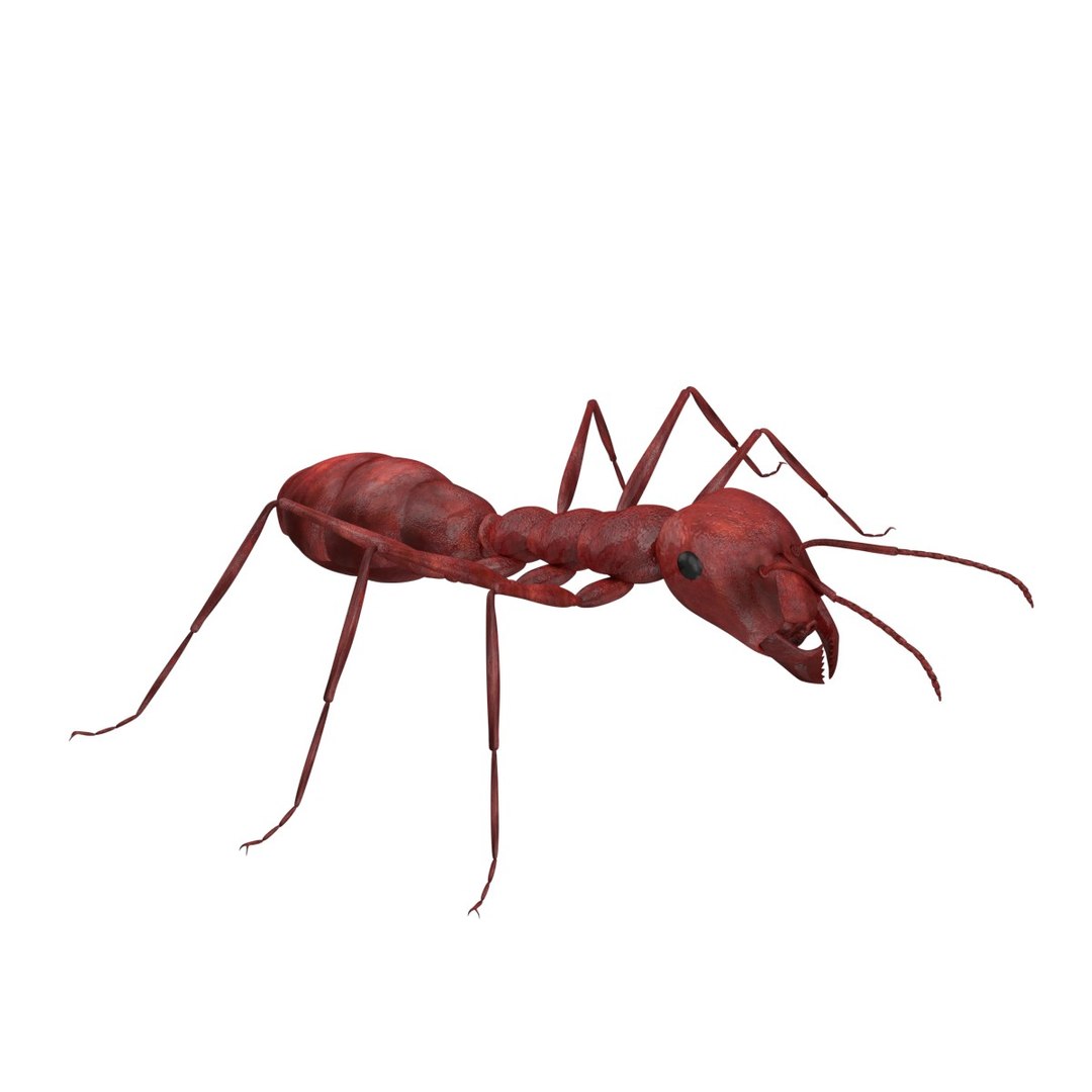 Red Ant 3D Model - TurboSquid 1211048