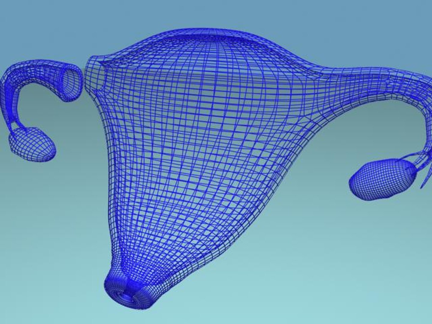 Uterus Cervix Fallopian 3d Model