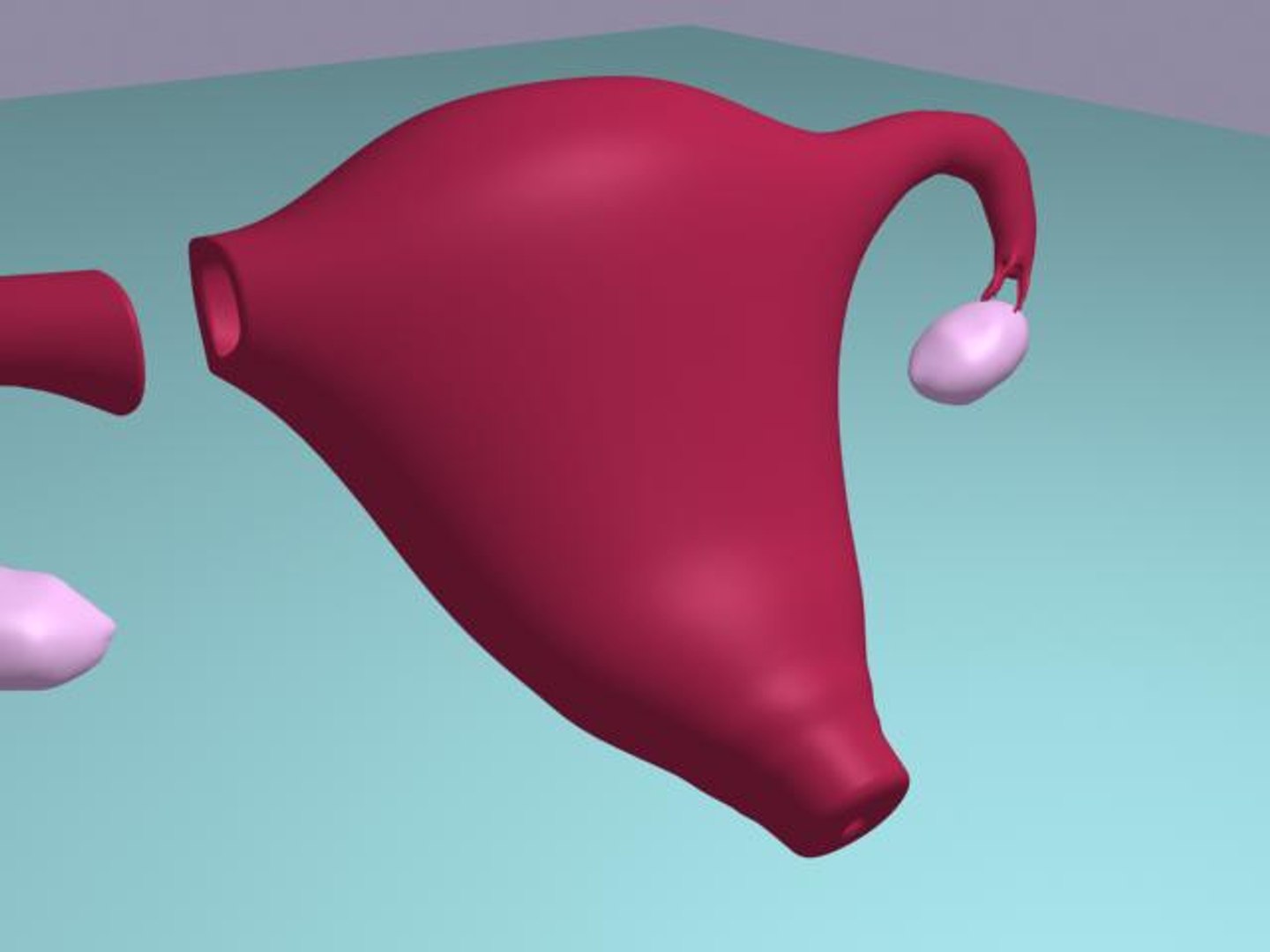 Uterus Cervix Fallopian 3d Model