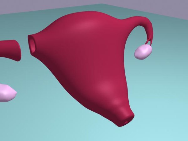 3D Uterus Models | TurboSquid