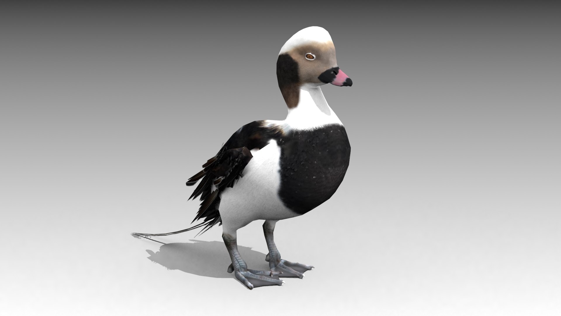 3D Long-tailed Duck Model - TurboSquid 1415803