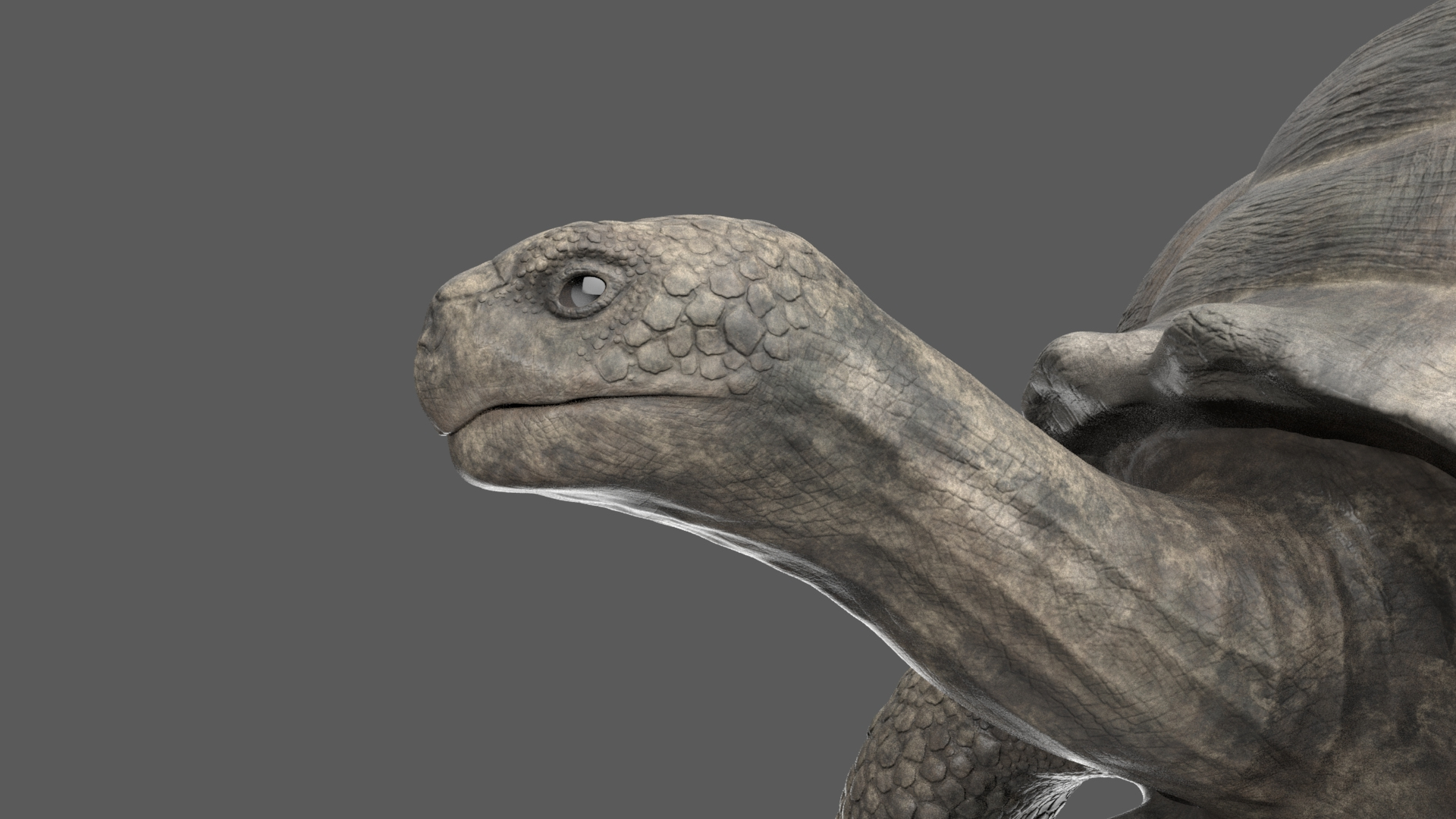 Giant Tortoise Animation Model - TurboSquid 1647613