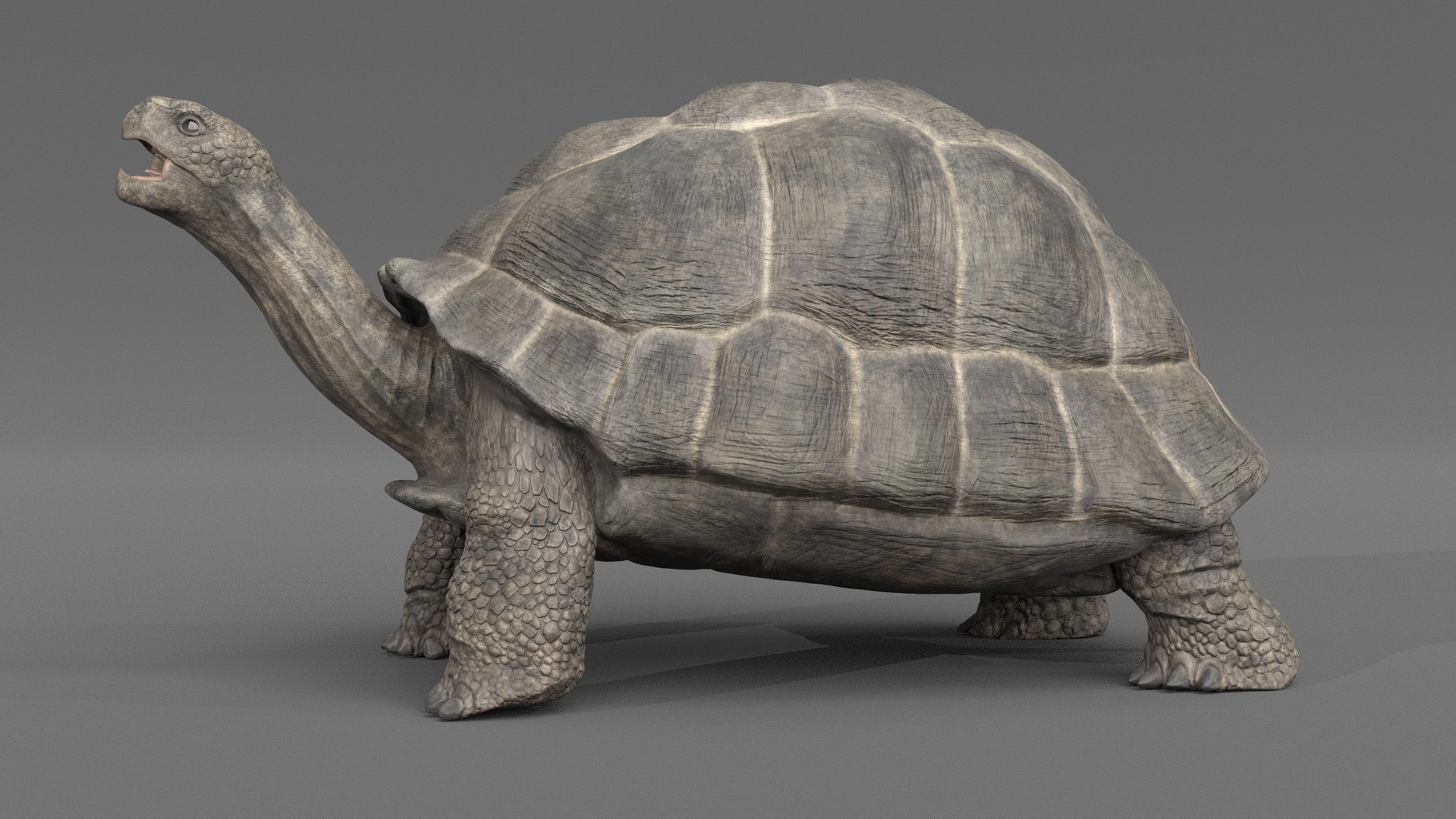 Giant Tortoise Animation Model - TurboSquid 1647613