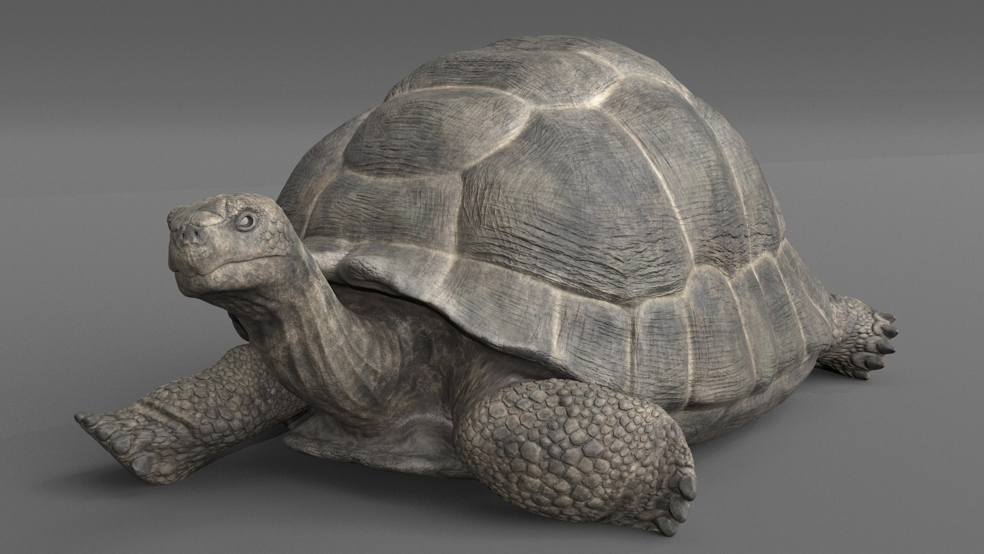 Giant Tortoise Animation Model - TurboSquid 1647613