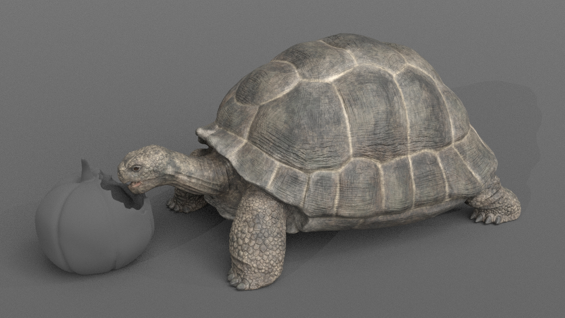 Giant Tortoise Animation Model - TurboSquid 1647613