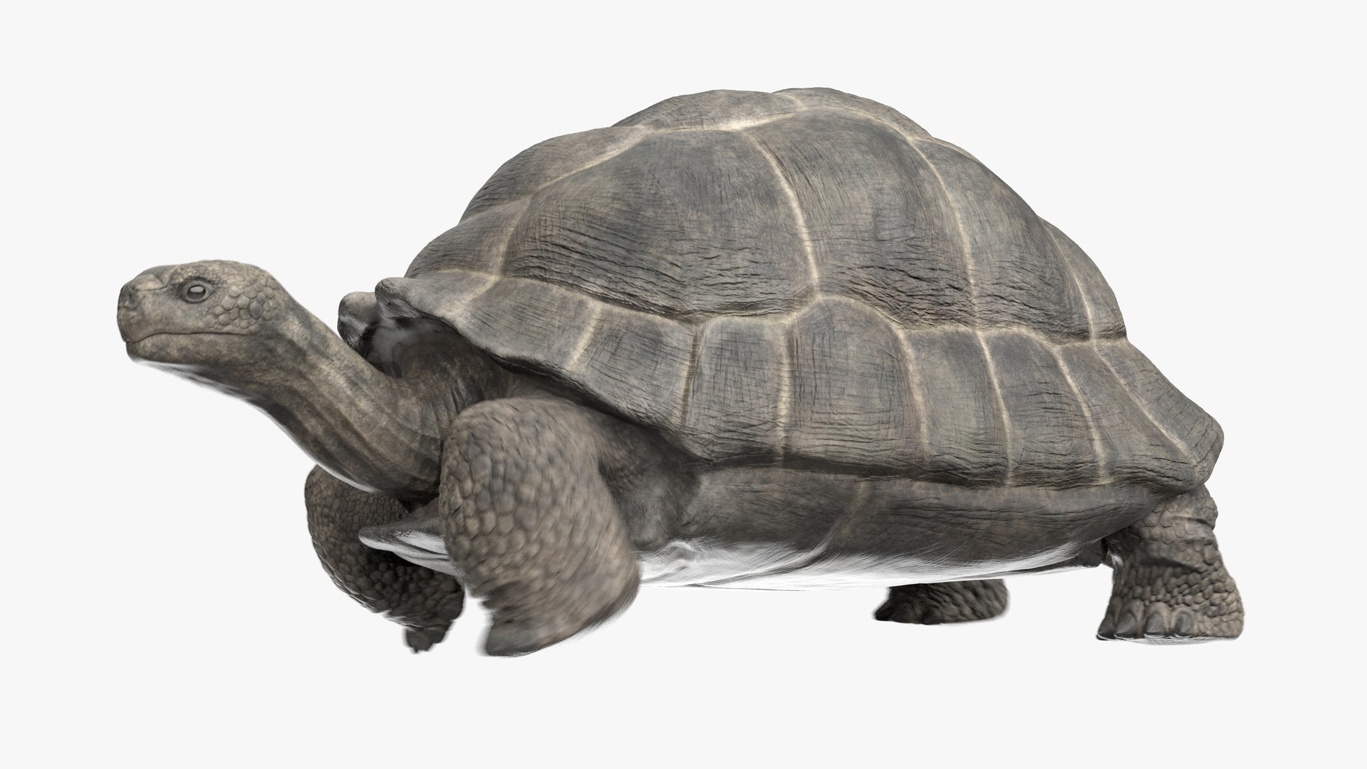 Giant tortoise animation model - TurboSquid 1647613