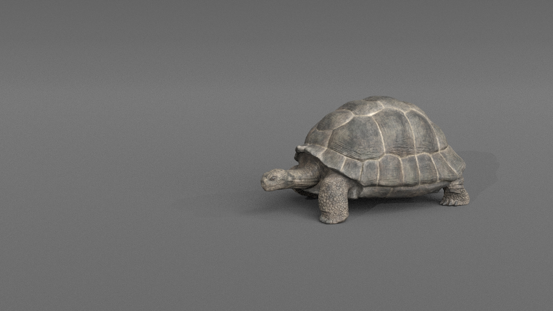 Giant Tortoise Animation Model - TurboSquid 1647613