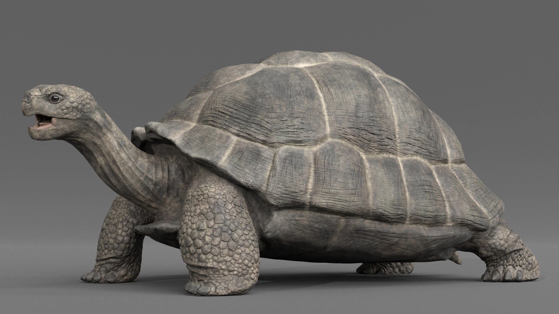 Giant Tortoise Animation Model - TurboSquid 1647613