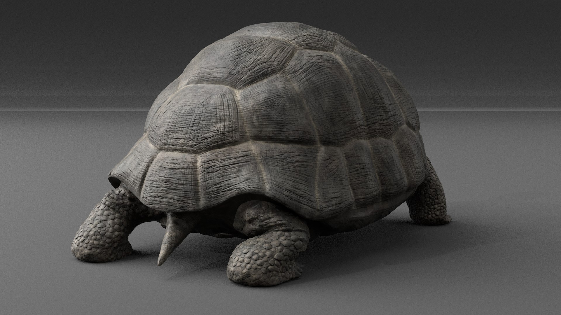 Giant Tortoise Animation Model - TurboSquid 1647613