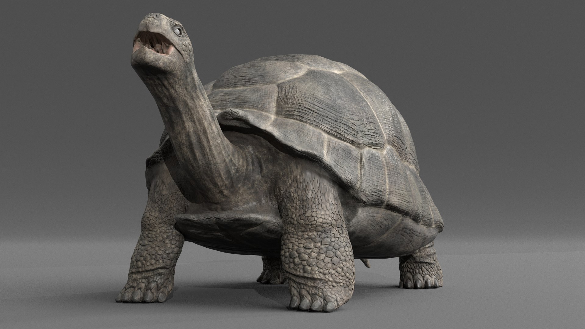 Giant Tortoise Animation Model - TurboSquid 1647613