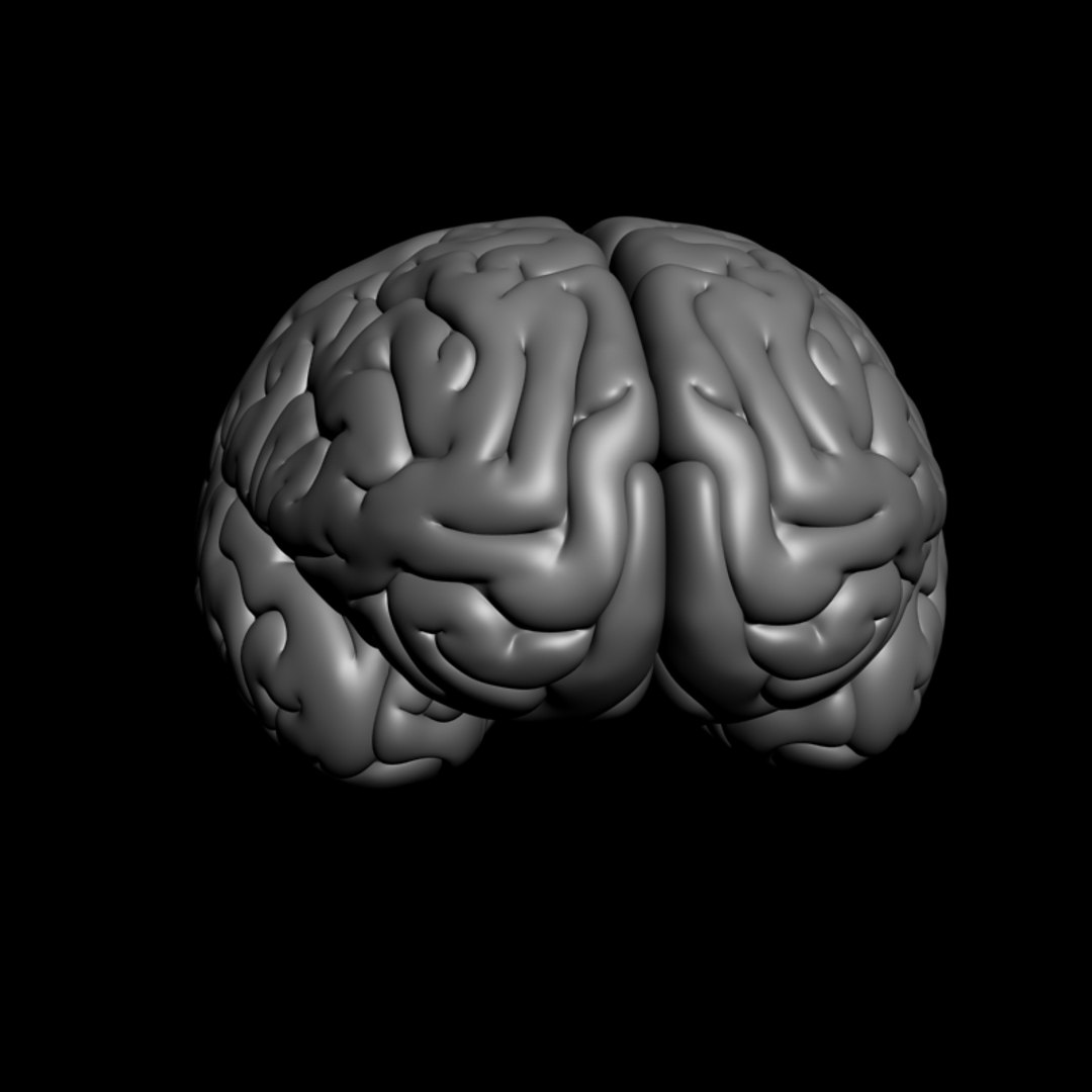 Brain Cerebrum 3d Model