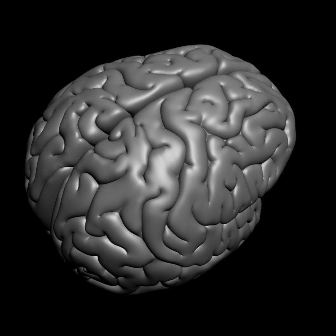 Brain Cerebrum 3d Model