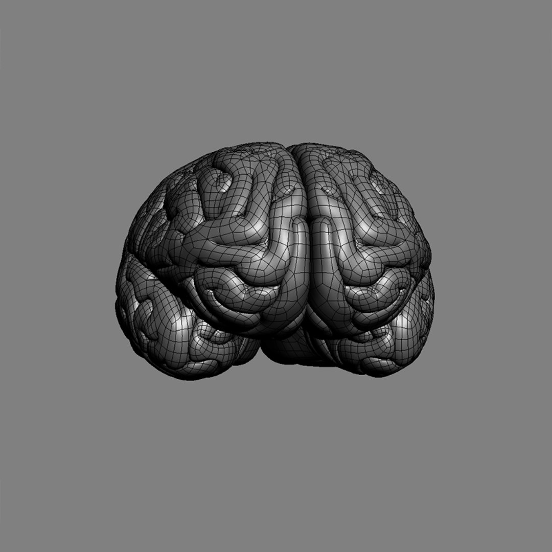 Brain Cerebrum 3d Model
