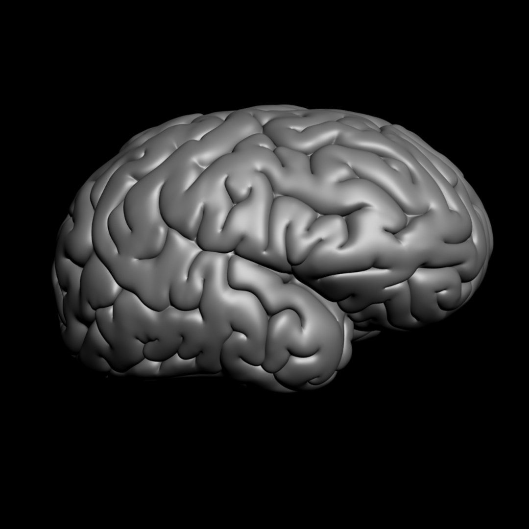 Brain Cerebrum 3d Model