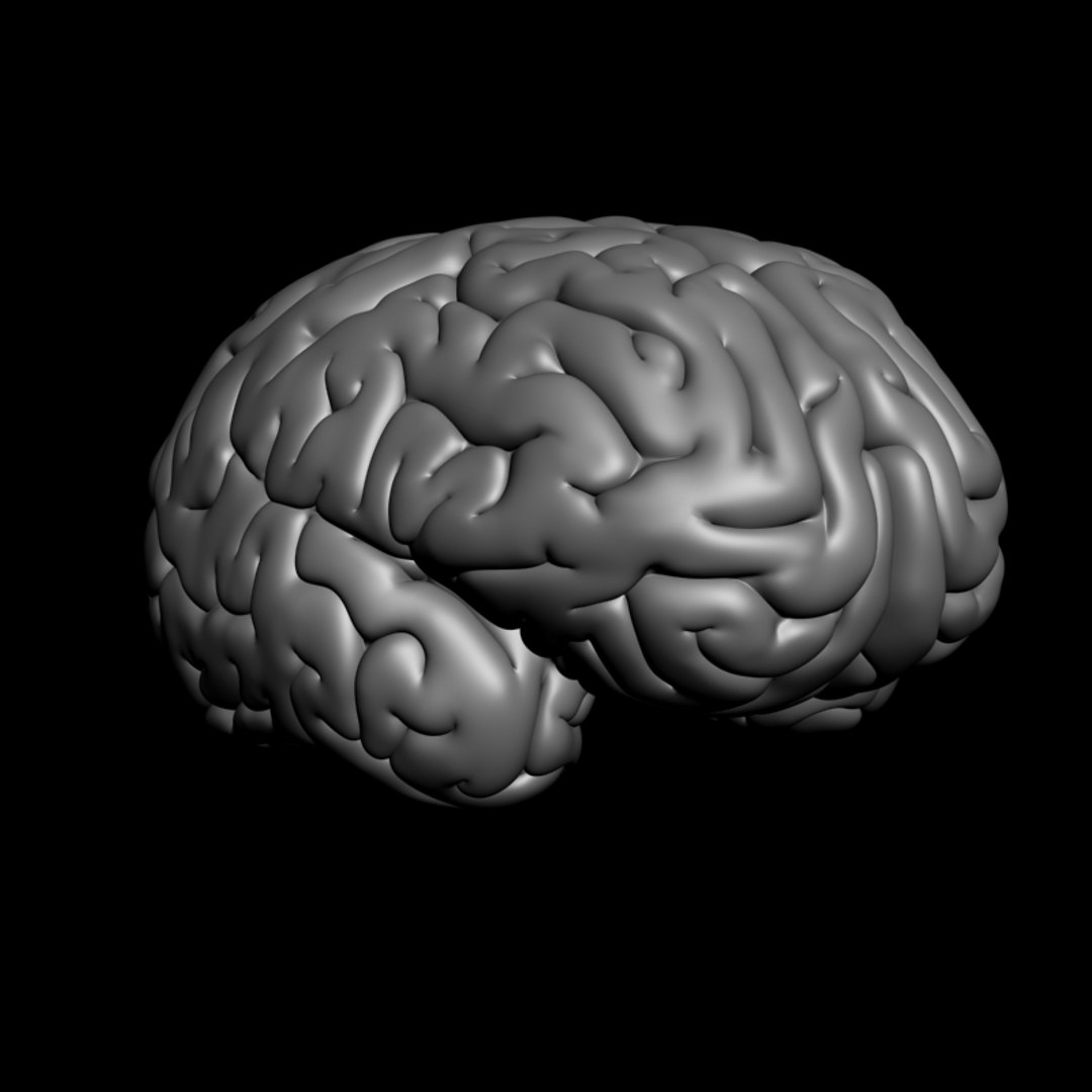 Brain Cerebrum 3d Model
