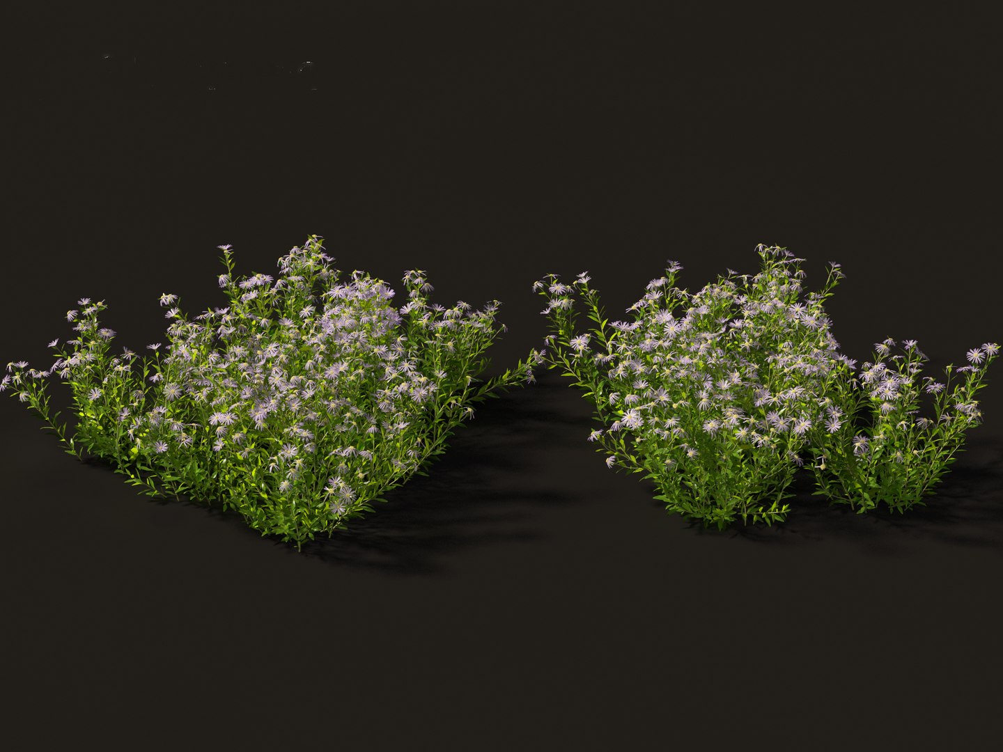 3D Aster - Bushy Asther Model - TurboSquid 2149523