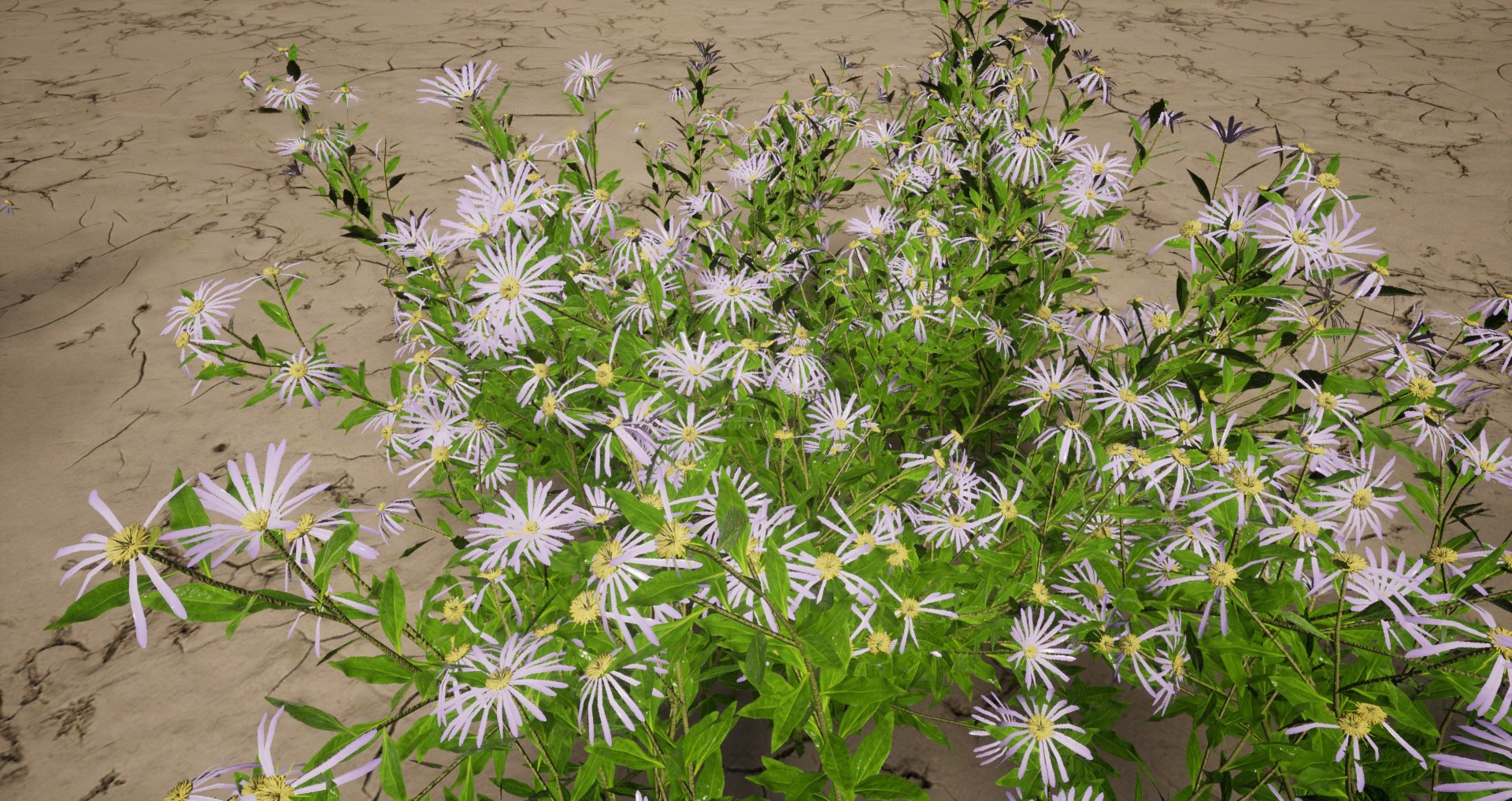 3D Aster - Bushy Asther Model - TurboSquid 2149523