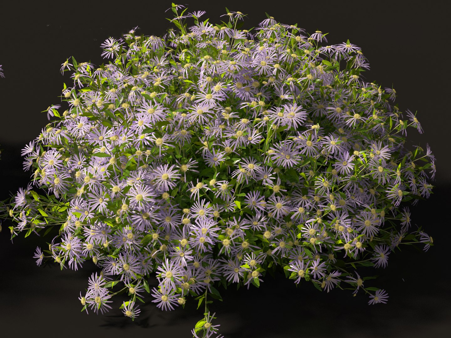3D Aster - Bushy Asther Model - TurboSquid 2149523