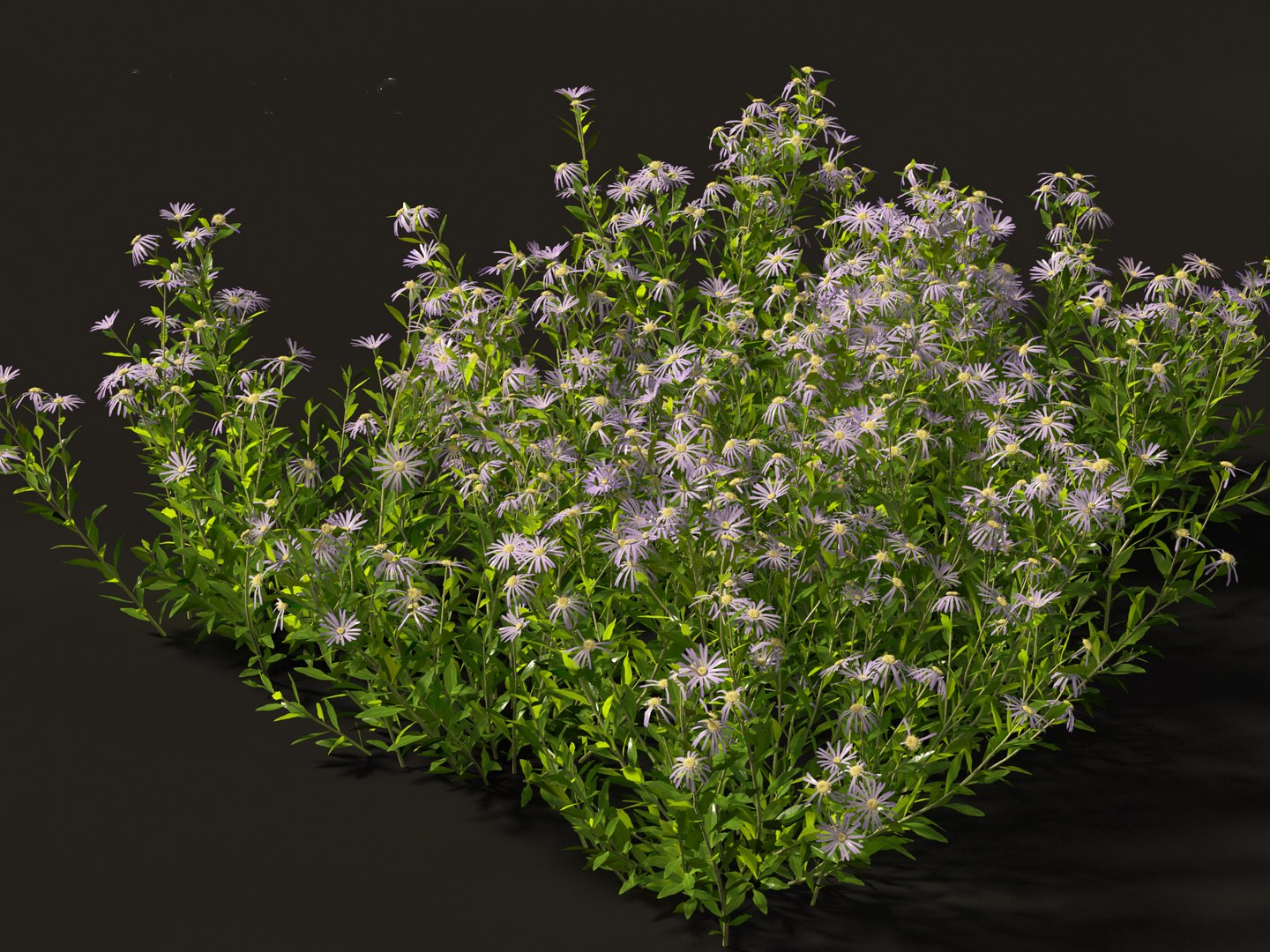 3D Aster - Bushy Asther Model - TurboSquid 2149523