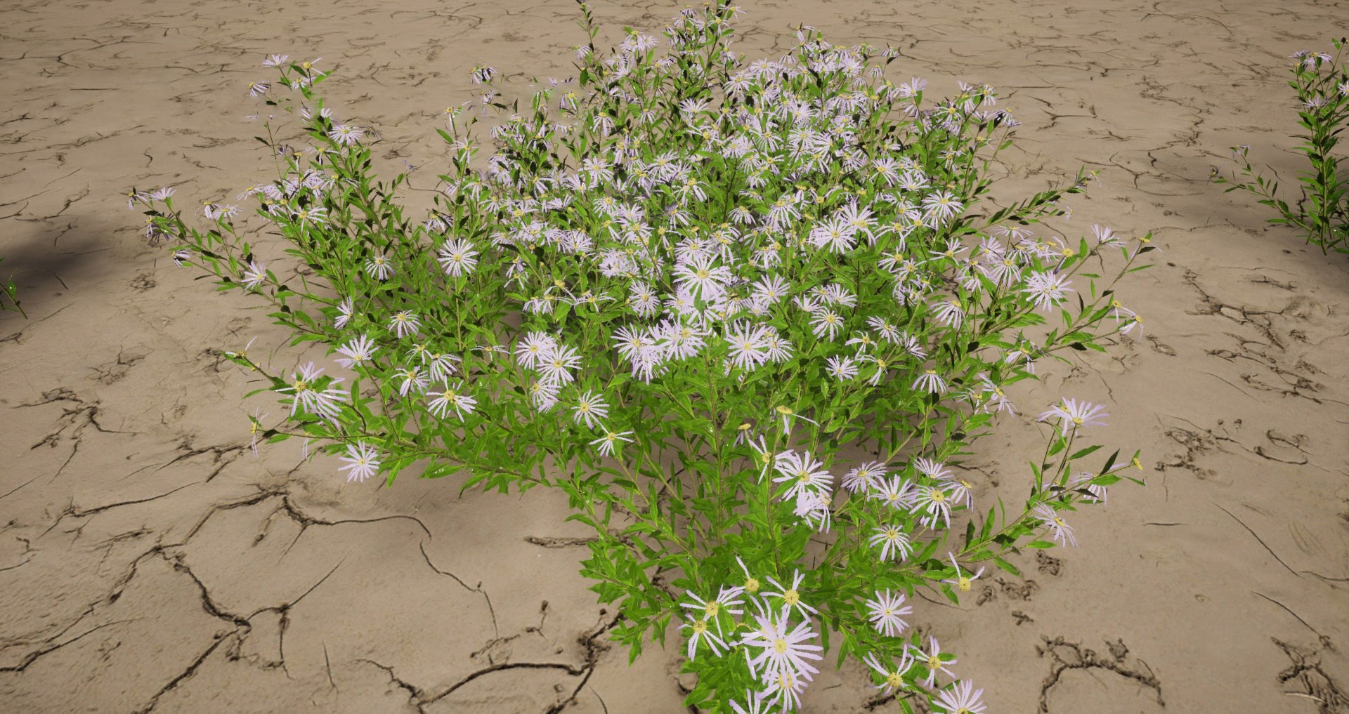 3D Aster - Bushy Asther Model - TurboSquid 2149523
