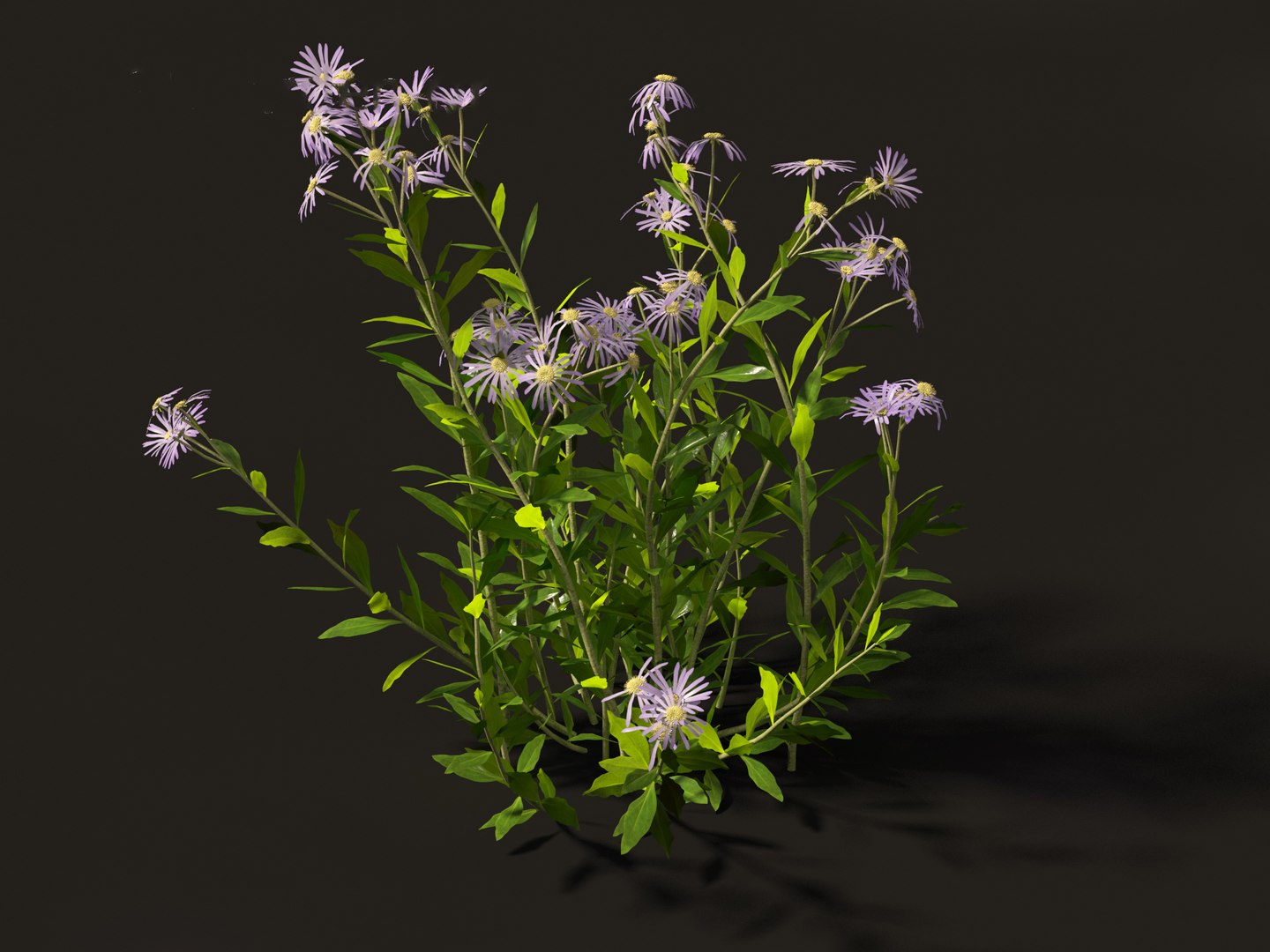 3D Aster - Bushy Asther Model - TurboSquid 2149523
