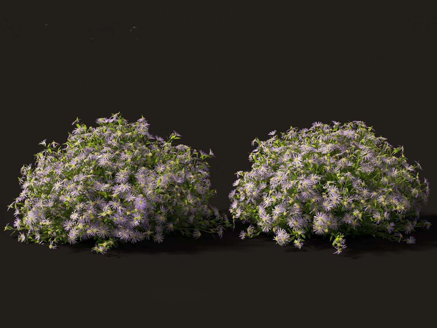 3D Aster - Bushy Asther Model - TurboSquid 2149523