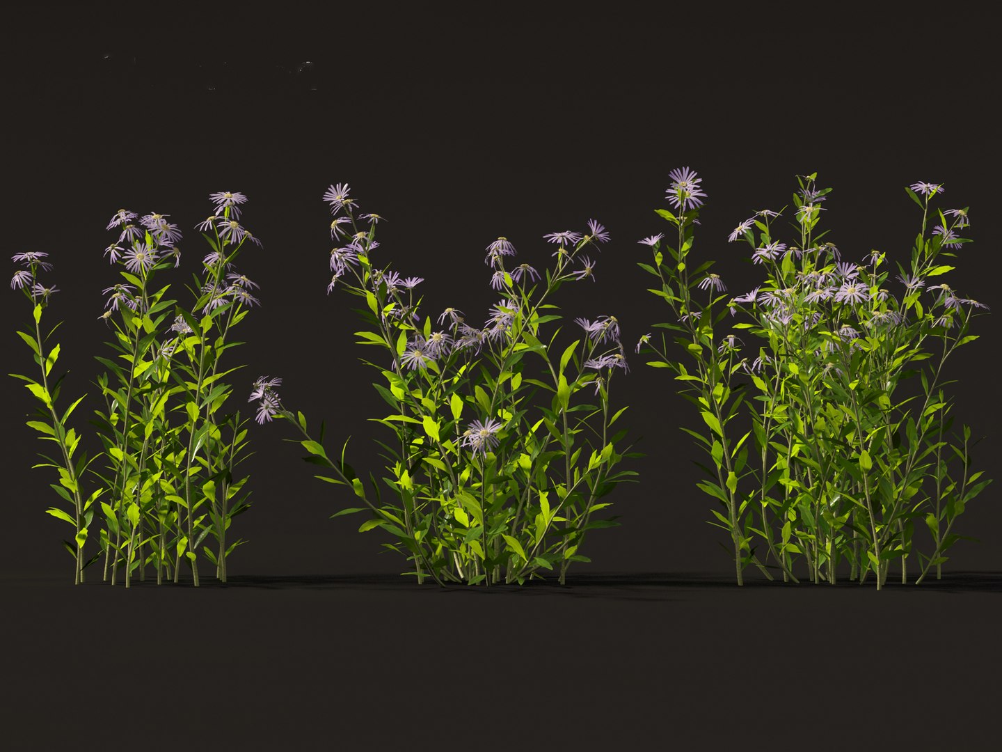3D Aster - Bushy Asther Model - TurboSquid 2149523