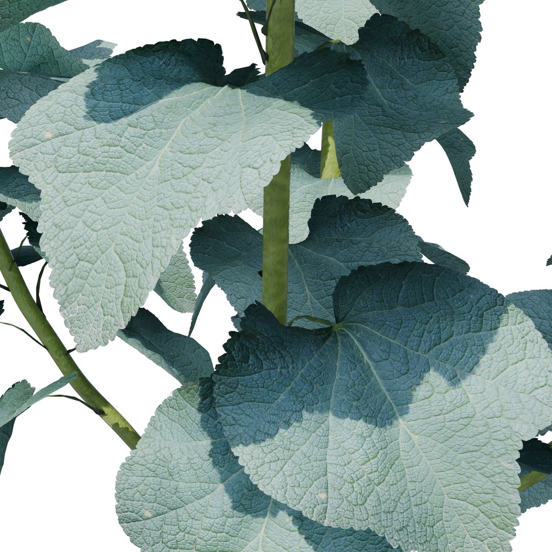 Alcea Rosea Or Hollyhock 3D Model - TurboSquid 2287840