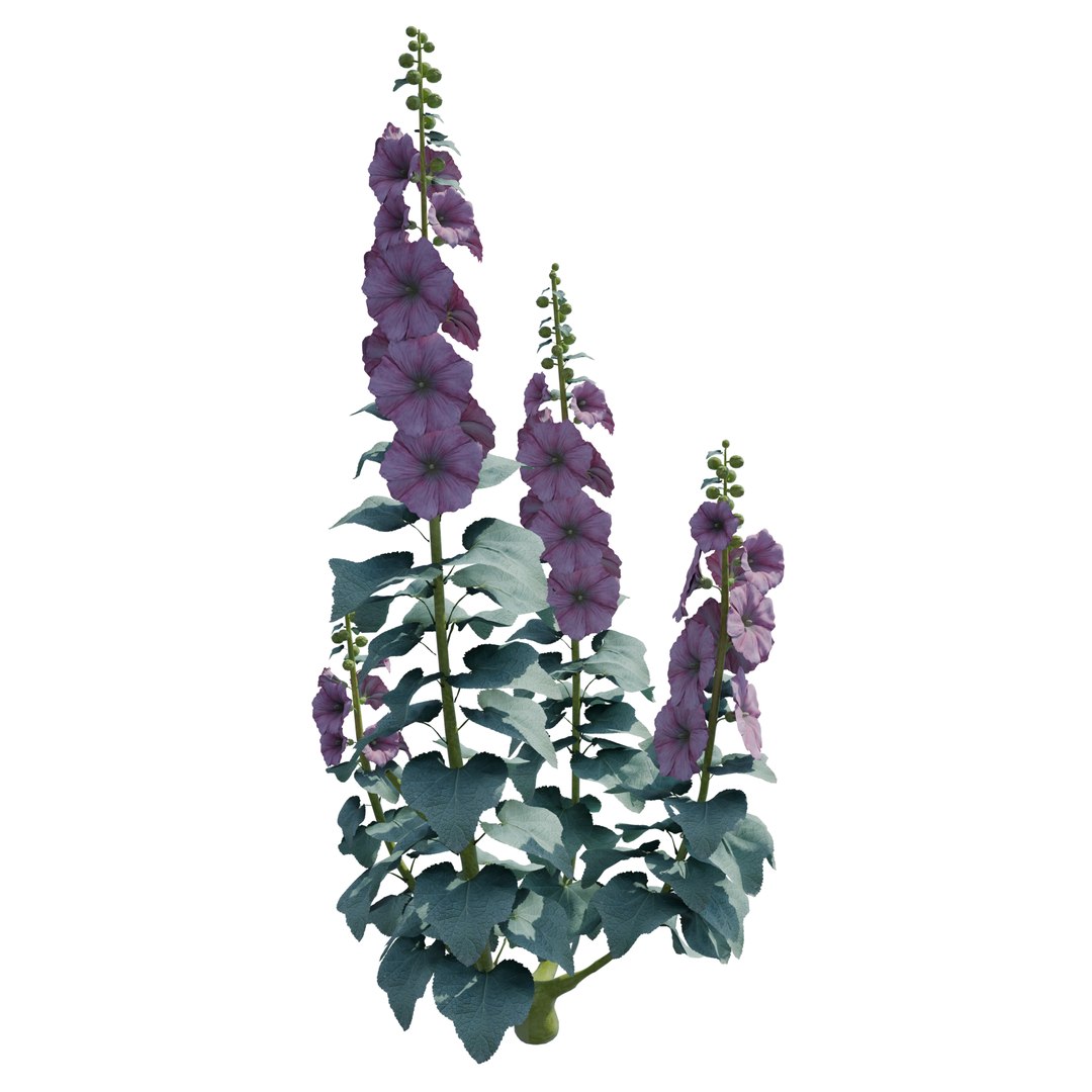 Alcea Rosea Or Hollyhock 3D Model - TurboSquid 2287840