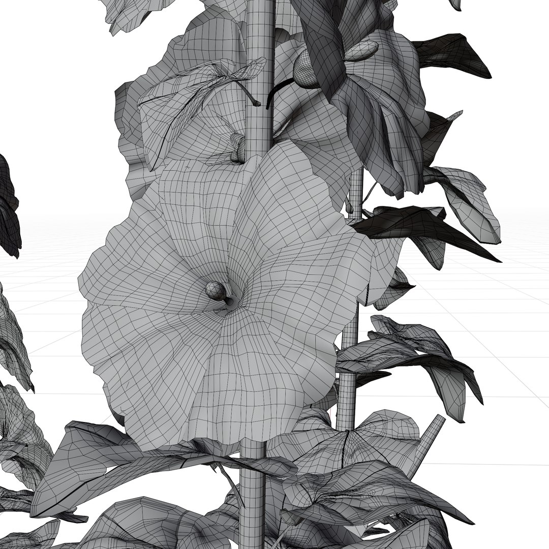 Alcea Rosea Or Hollyhock 3D Model - TurboSquid 2287840