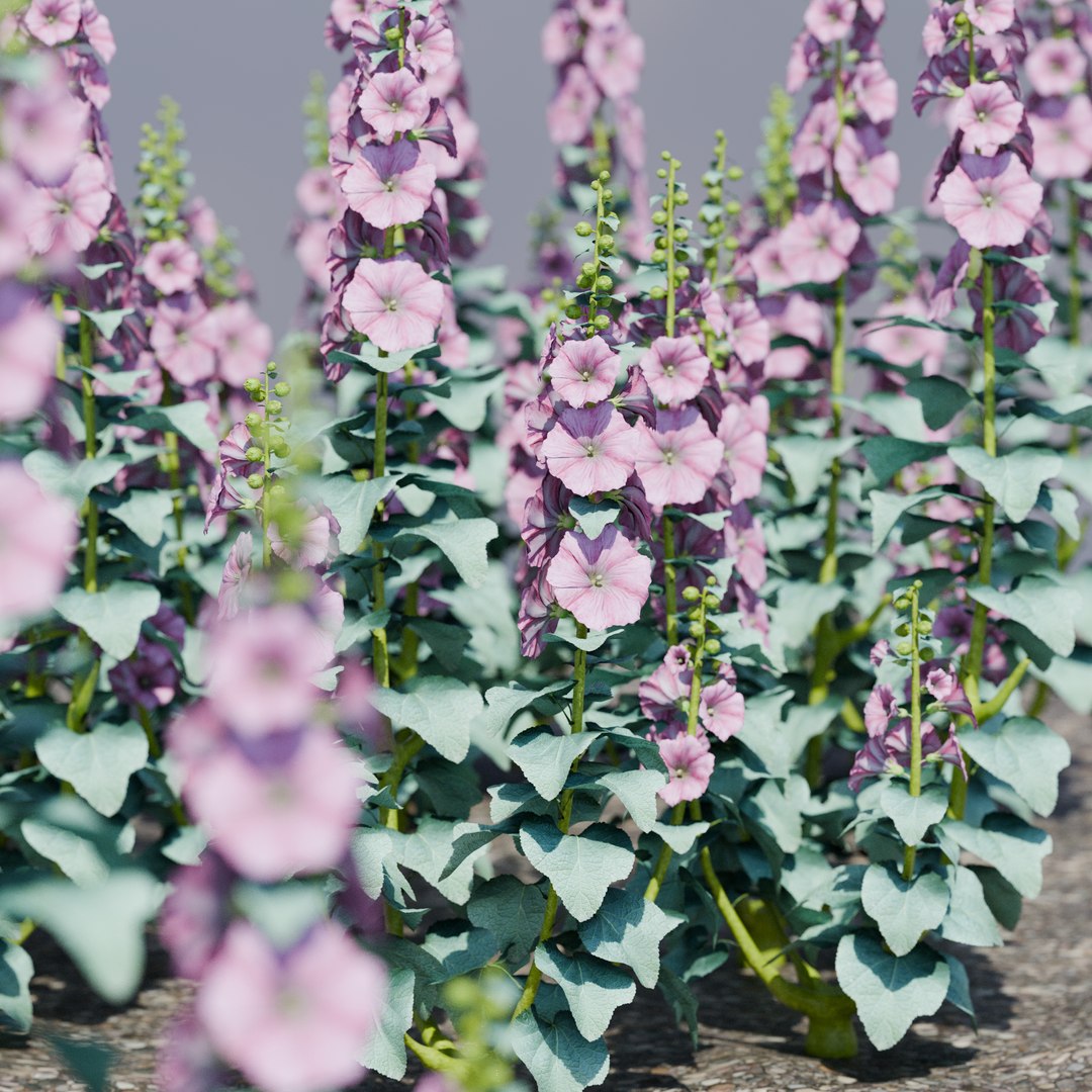 Alcea Rosea Or Hollyhock 3D Model - TurboSquid 2287840