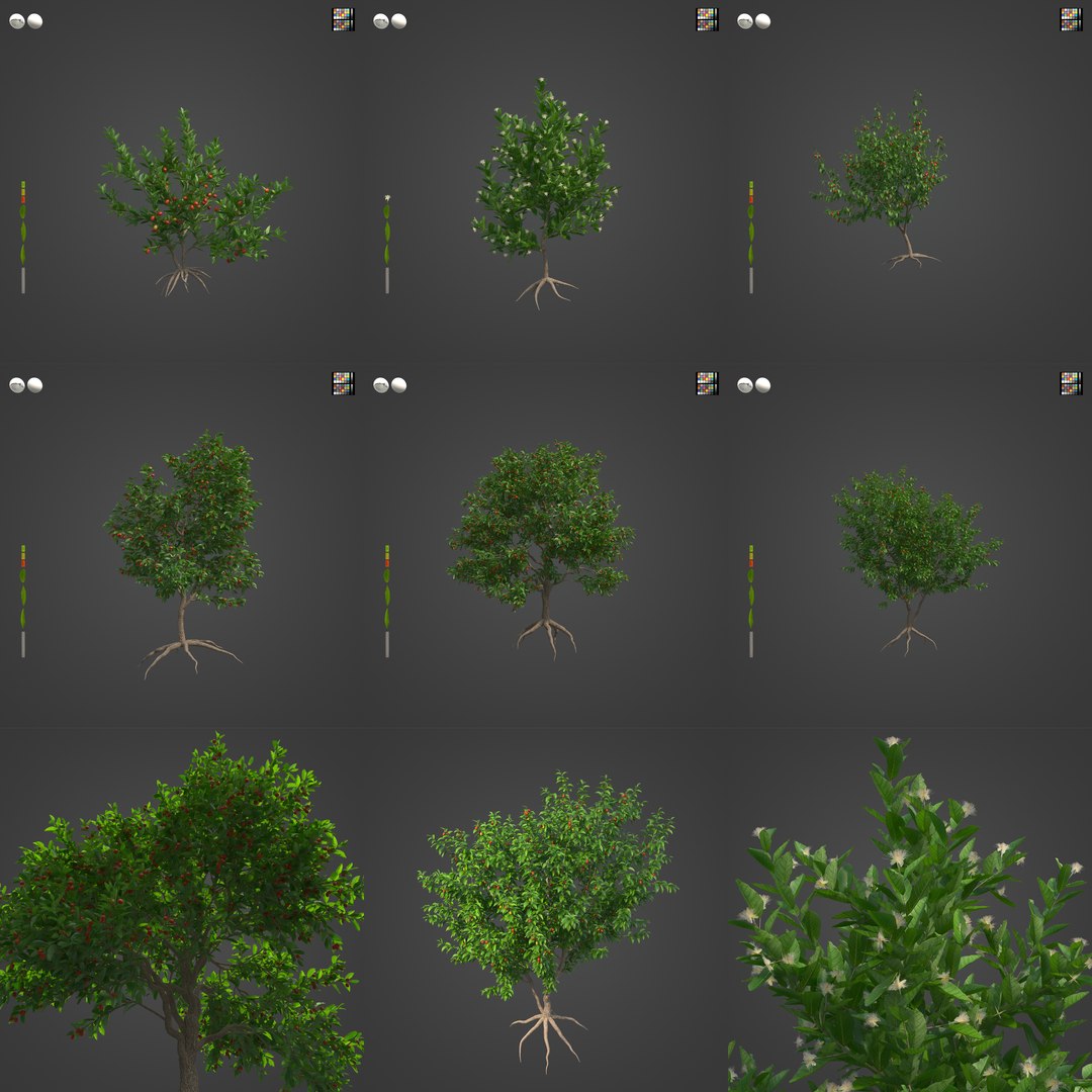 2021 PBR Strawberry Guava Collection - Psidium Littorale 3D ...