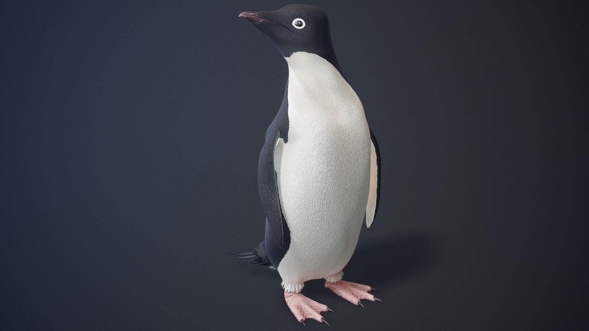 Adelie Penguin Rigged Animation 3D Model - TurboSquid 1571306