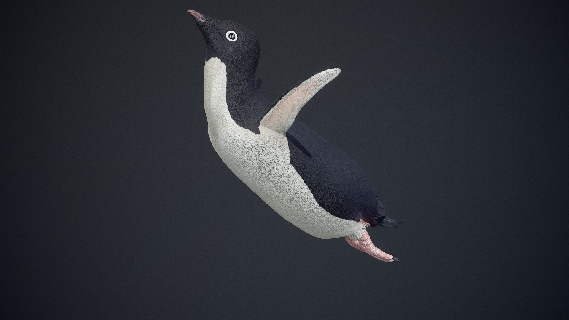 Adelie Penguin Rigged Animation 3D Model - TurboSquid 1571306