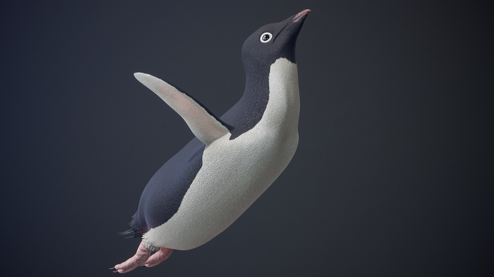 Adelie Penguin Rigged Animation 3D Model - TurboSquid 1571306