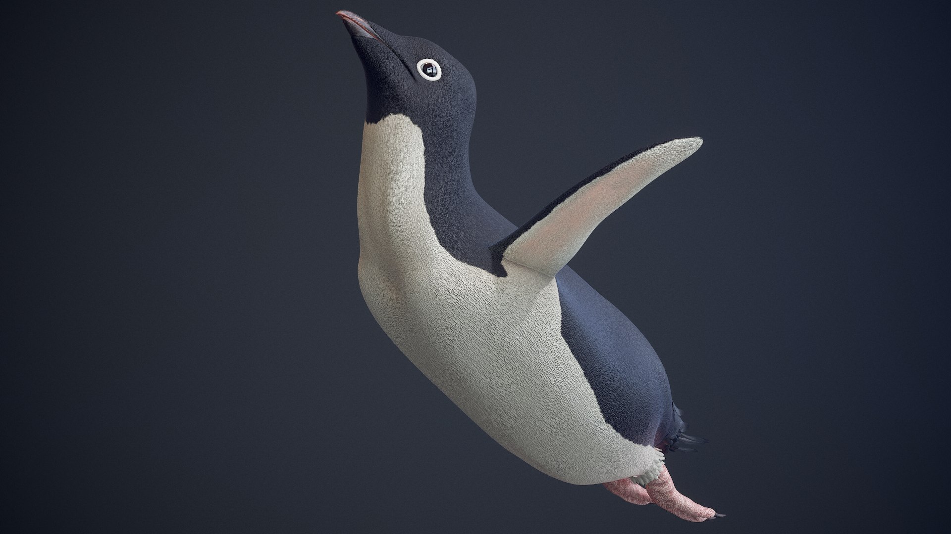 Adelie Penguin Rigged Animation 3D Model - TurboSquid 1571306