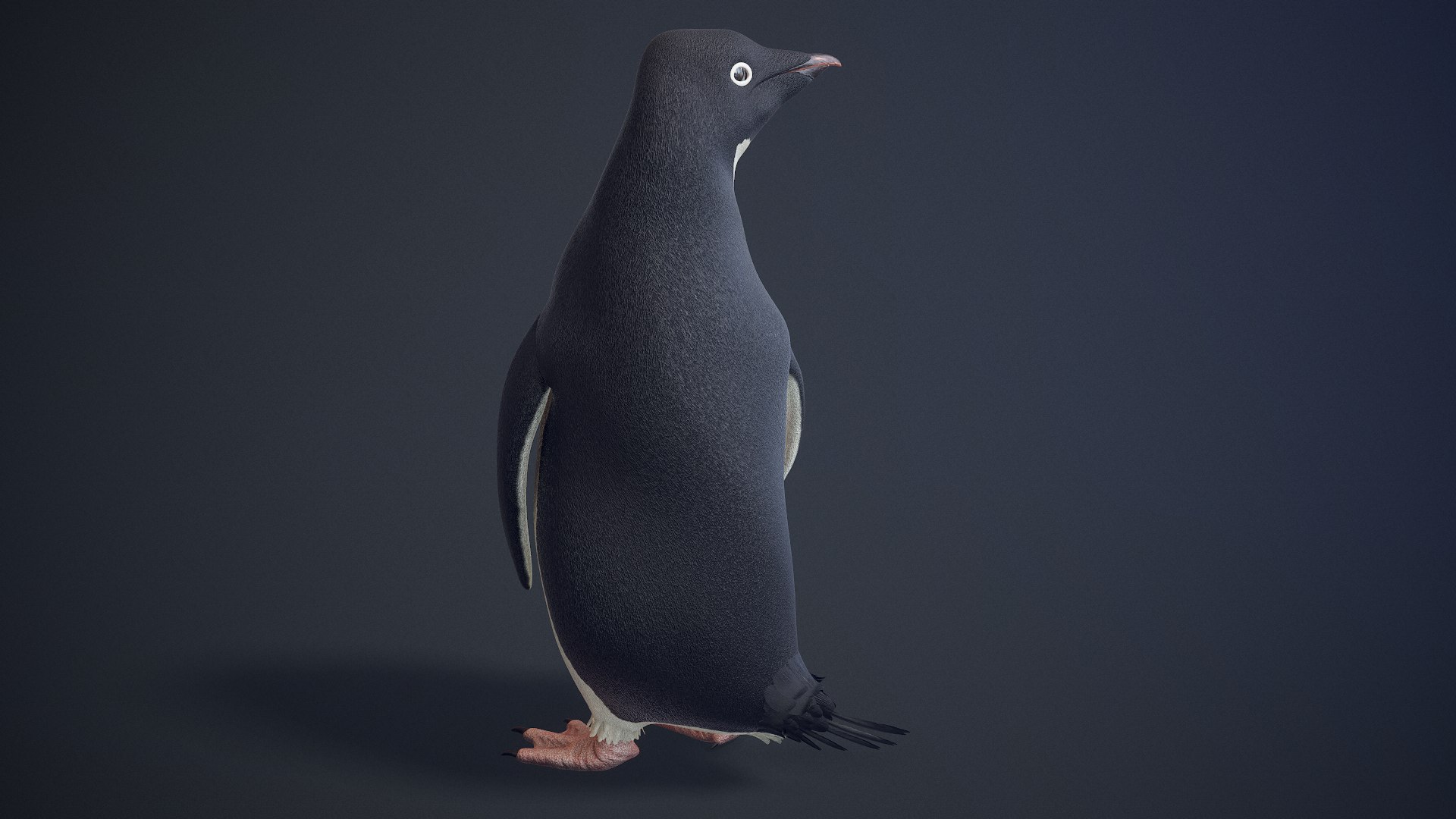 Adelie Penguin Rigged Animation 3D Model - TurboSquid 1571306