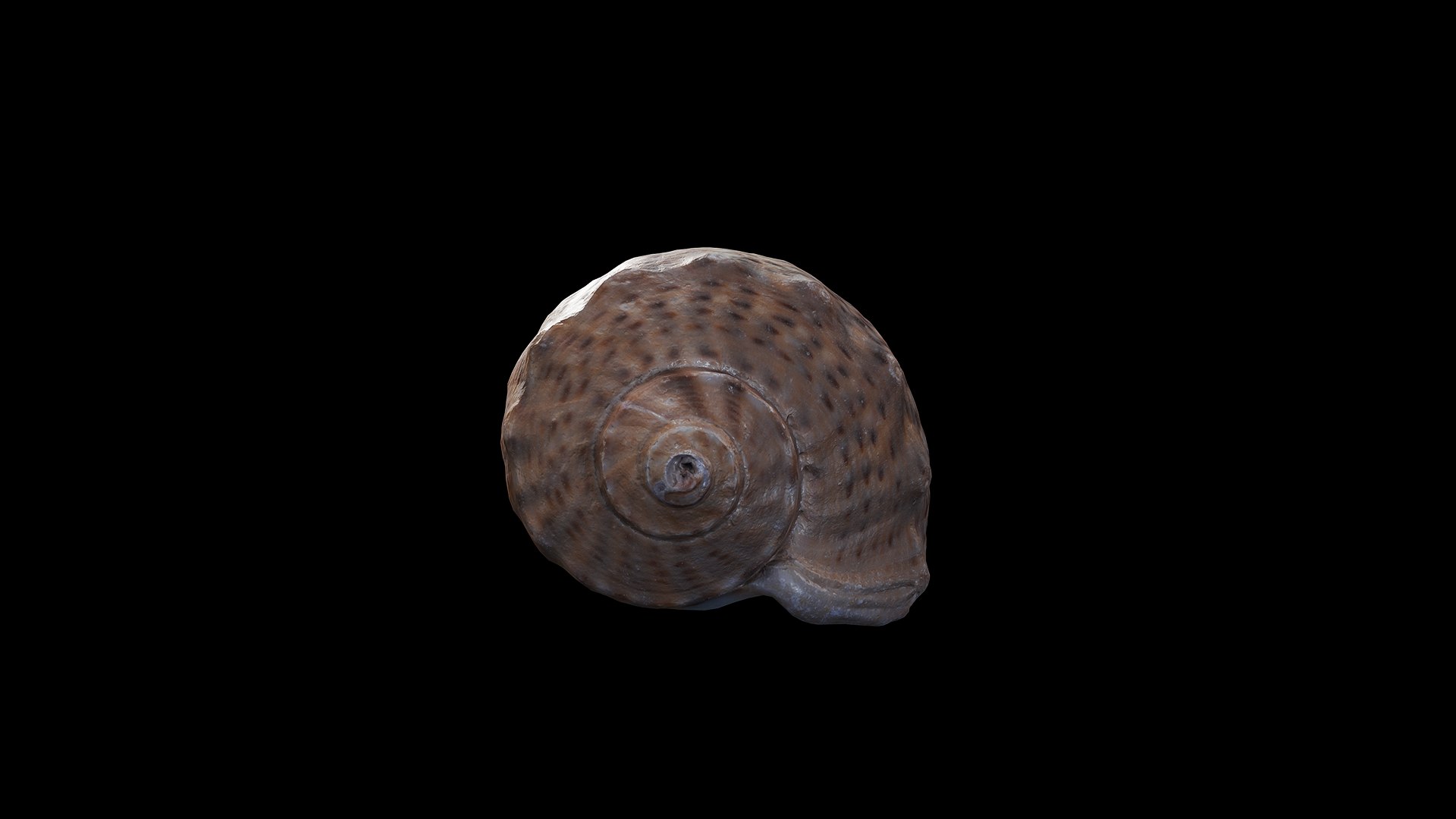 3D Anydrafts Sea Snail 08 - TurboSquid 2321898