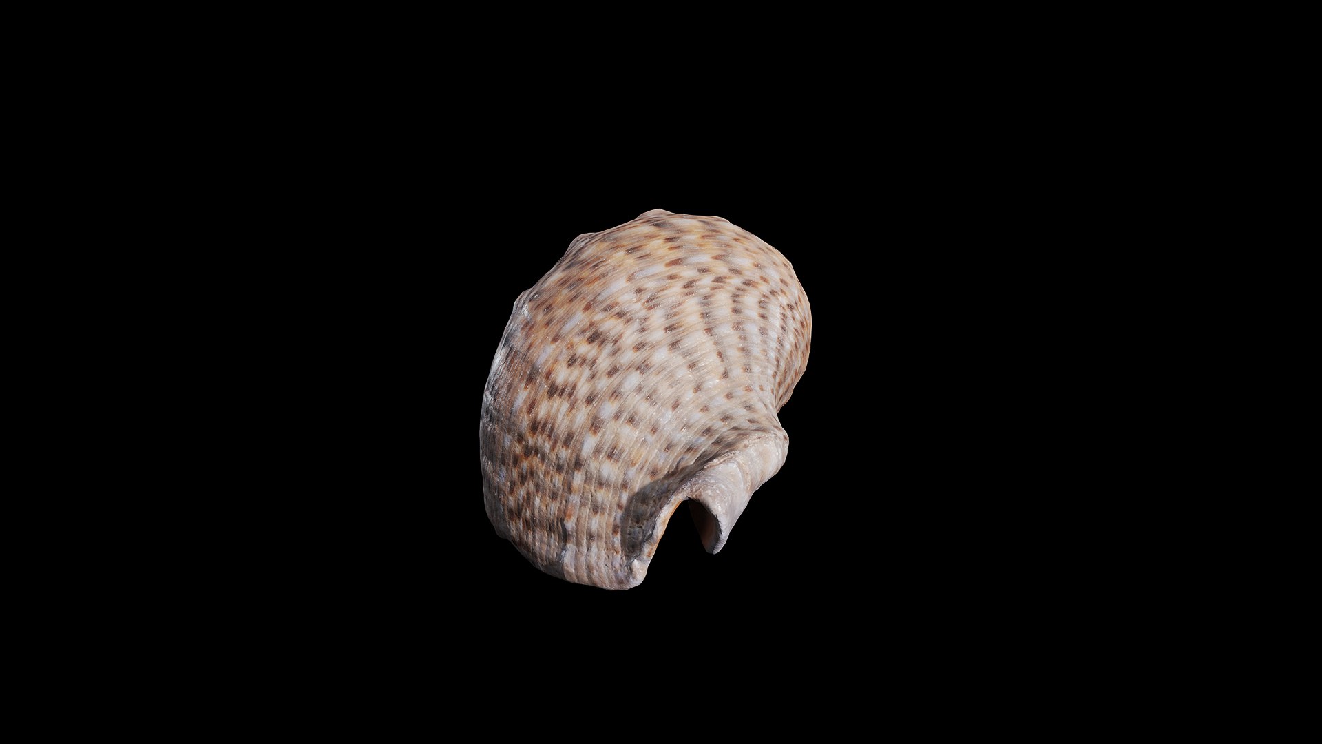 3D Anydrafts Sea Snail 08 - TurboSquid 2321898